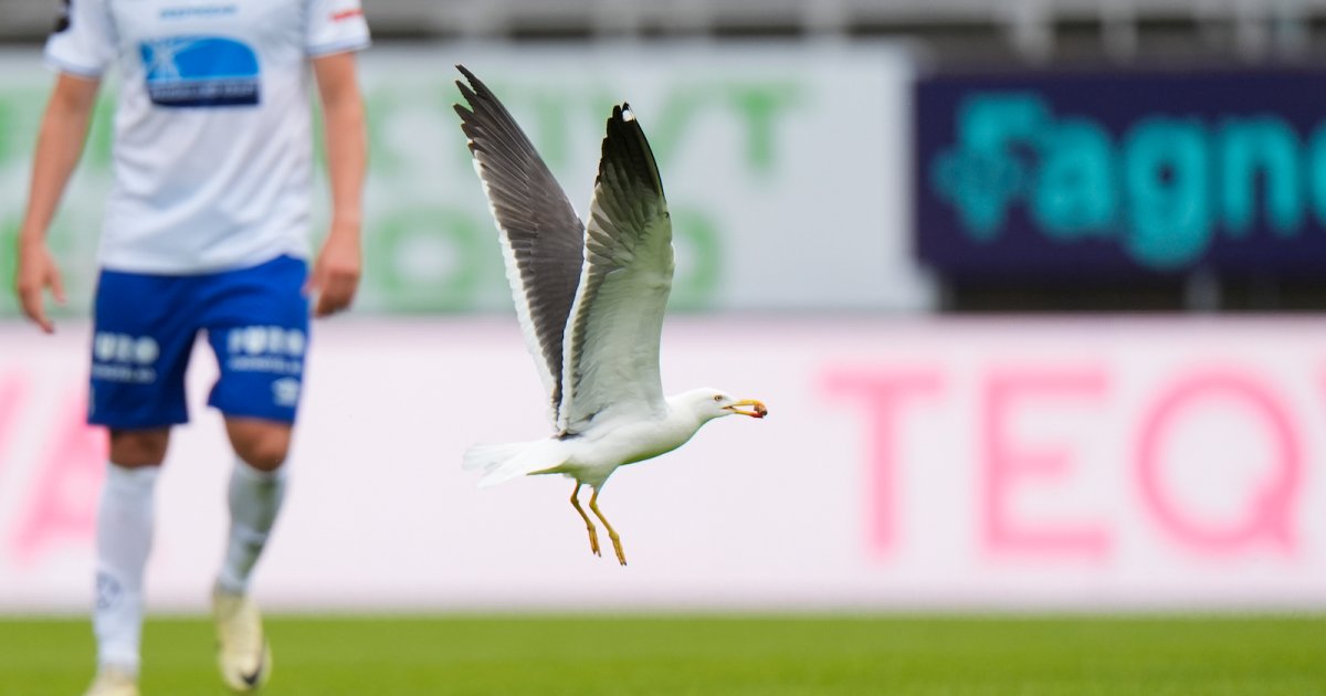 FK Haugesund i rød sone / fkh